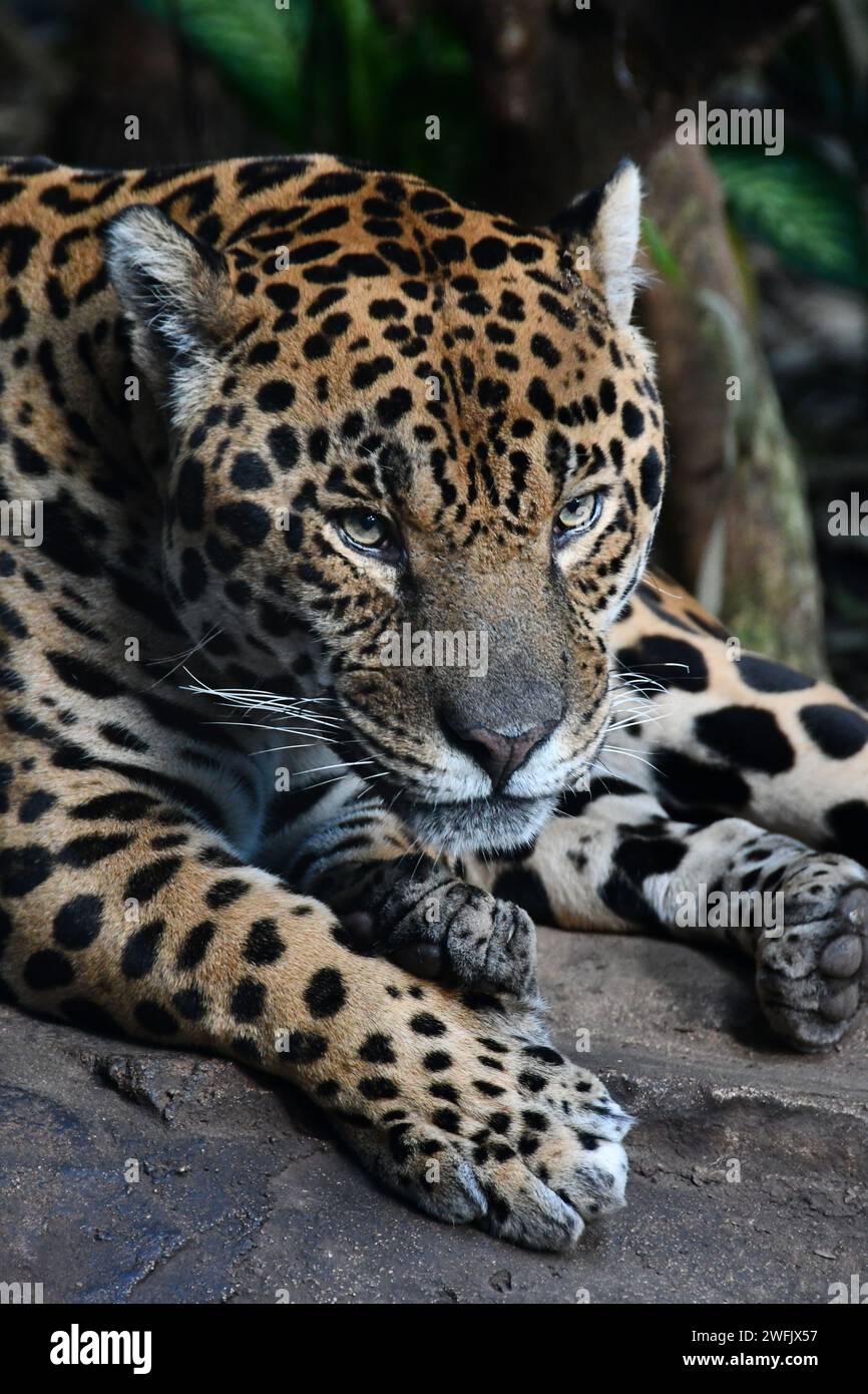 South American Jaguar Stock Photo - Alamy