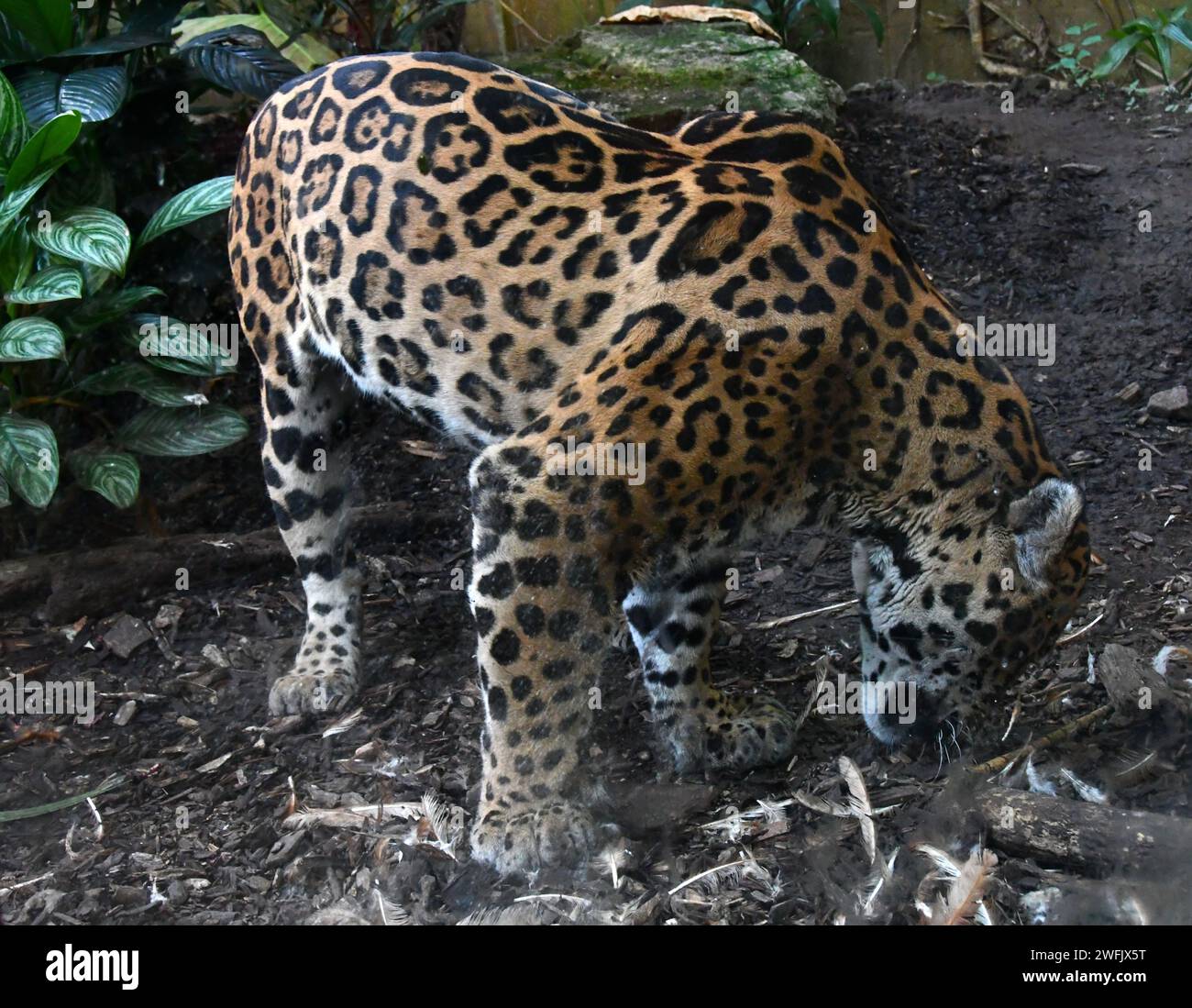South American Jaguar Stock Photo - Alamy