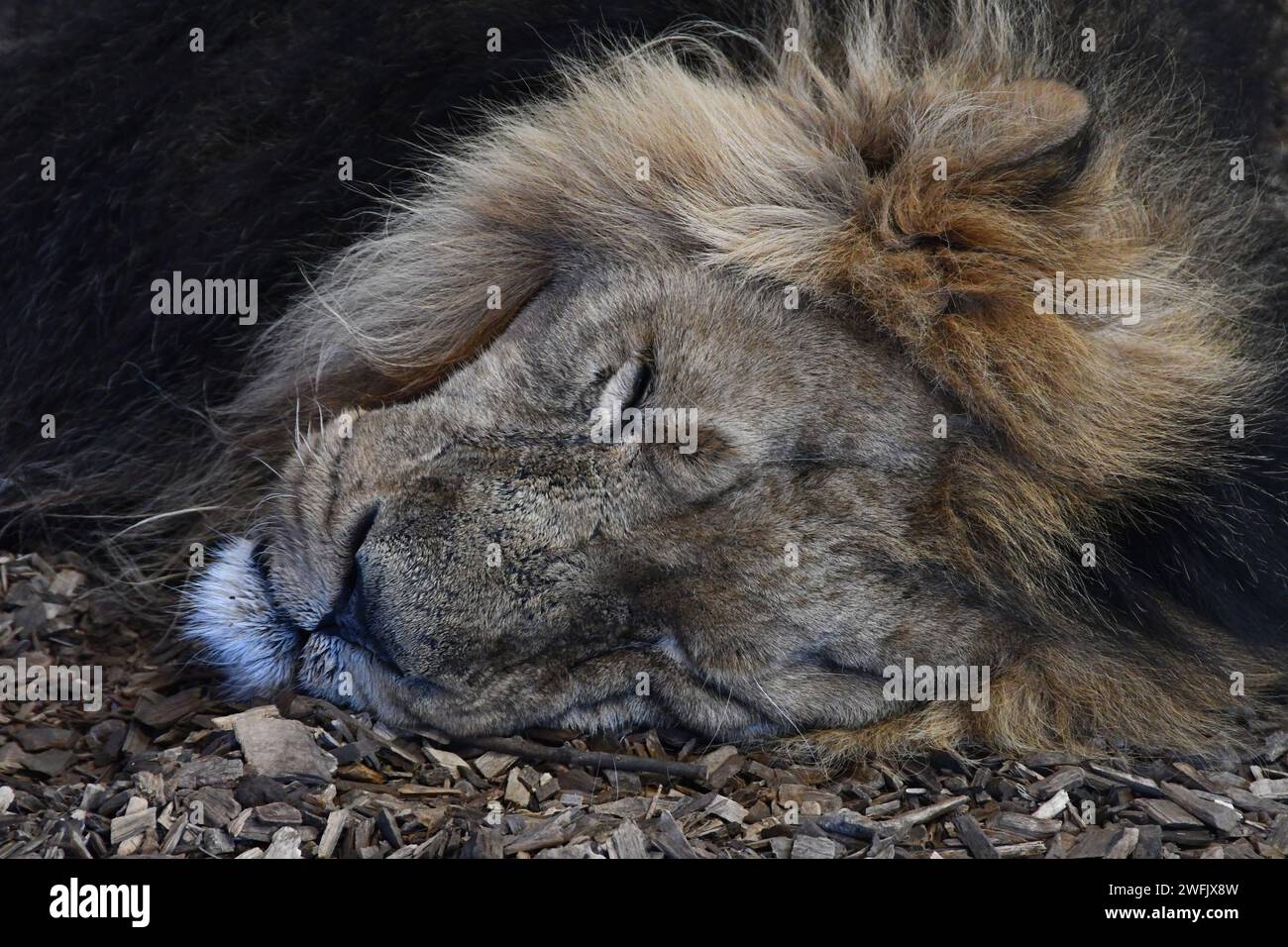 Sleeping male lion hi-res stock photography and images - Alamy