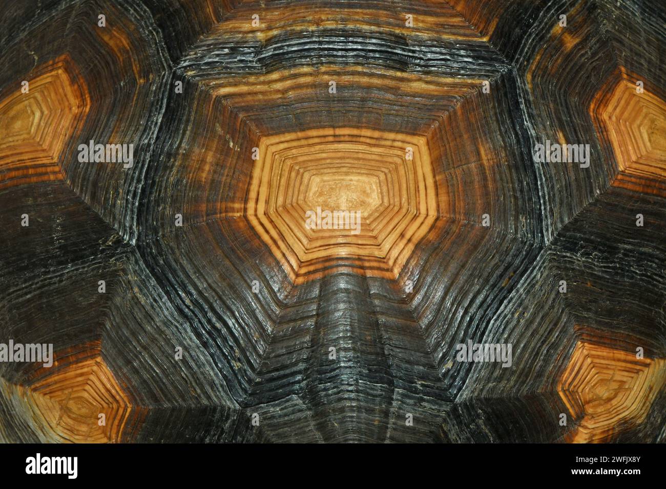 Tortoise shell, Chester zoo Stock Photo - Alamy