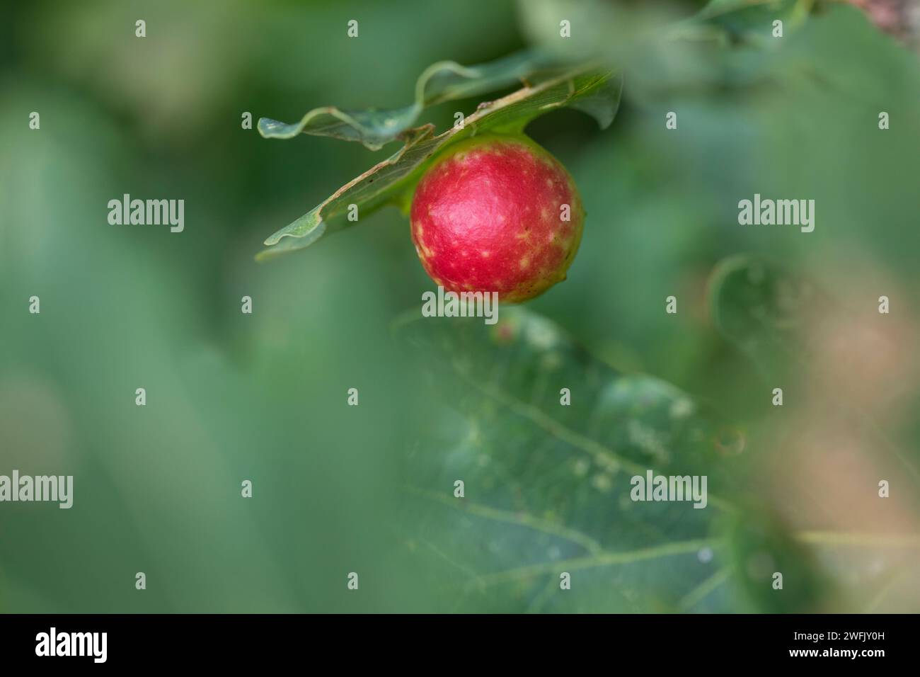 Eichengallen der parthenogenetischen Generartion, Eichengalle, Eichen ...