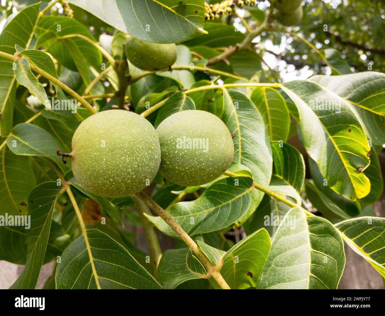 Two green fruits of walnut tree (juglans regia Stock Photo - Alamy