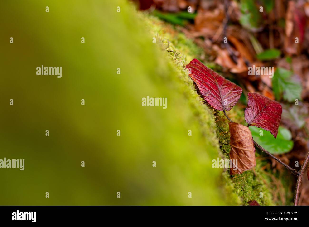 Mossy thorn hi-res stock photography and images - Alamy