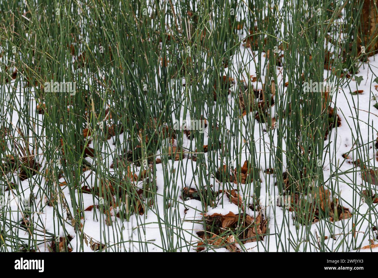 Winter-Schachtelhalm, Winterschachtelhalm, Schachtelhalm, im Winter bei ...