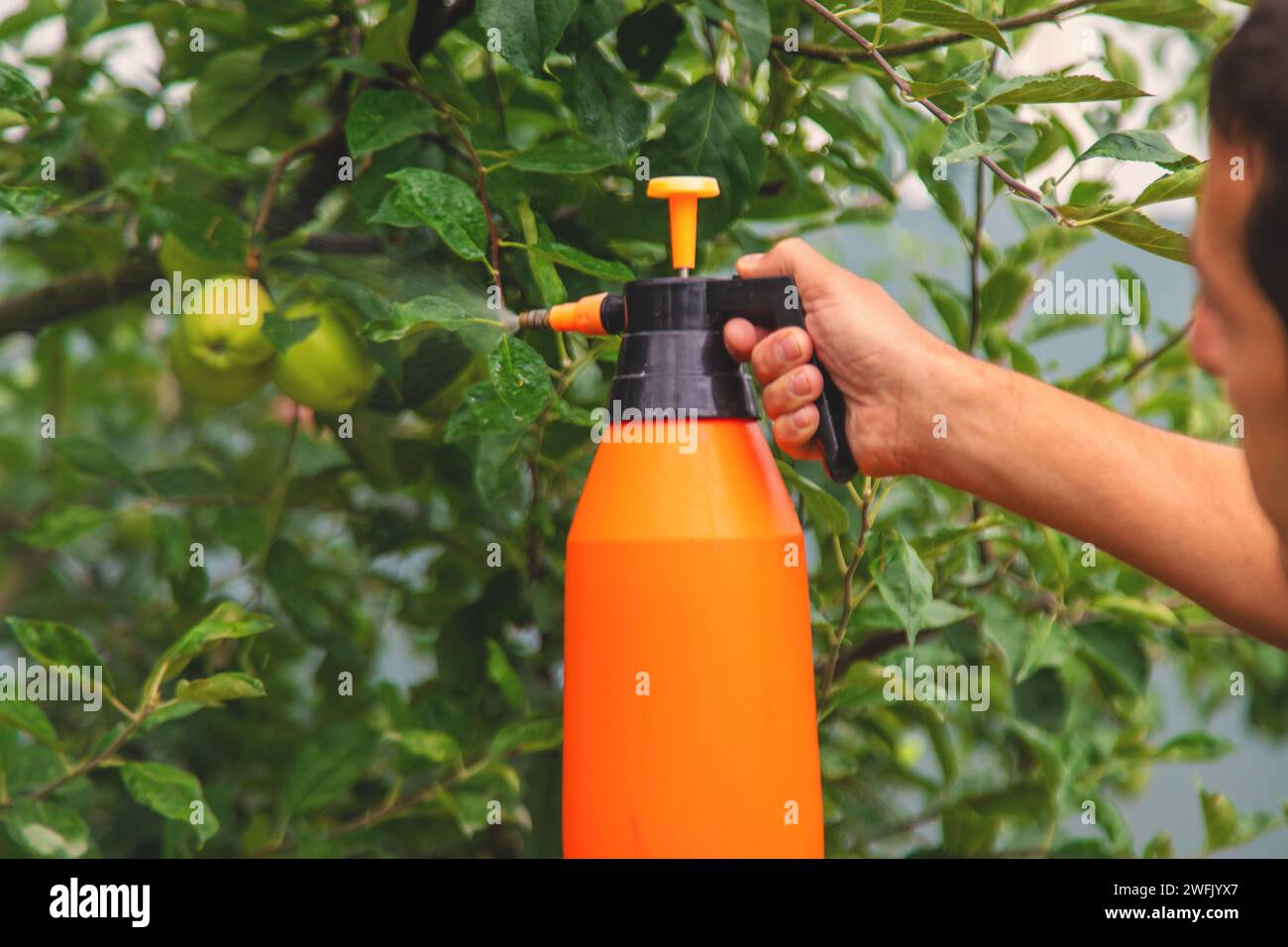 Treatment garden trees pesticides hi-res stock photography and images ...