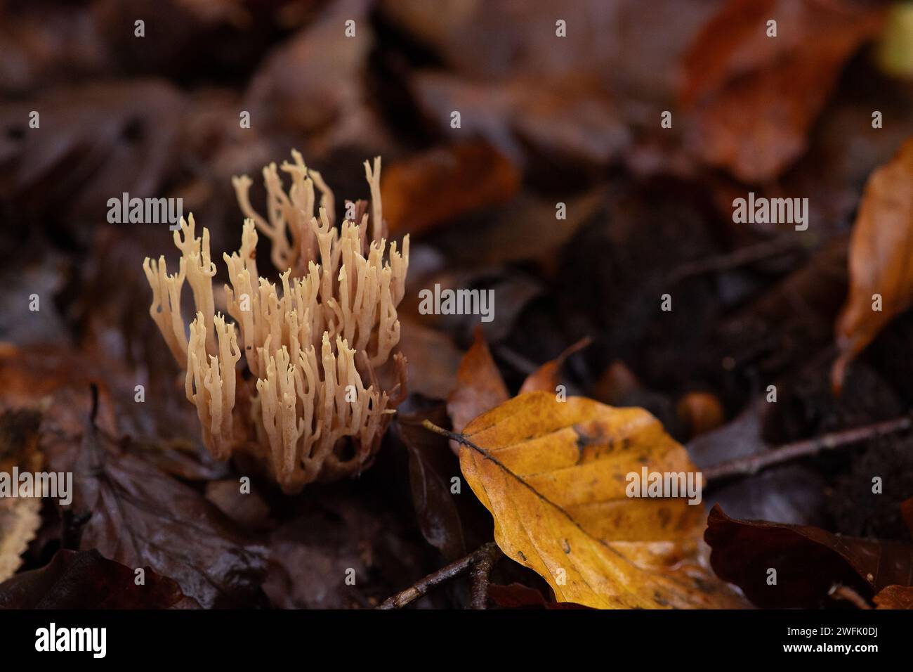 A type of coral fungus, Ramariaceae. The fascinating world of Autumnal ...
