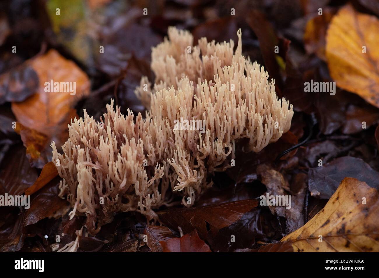 A type of coral fungus, Ramariaceae. The fascinating world of Autumnal ...