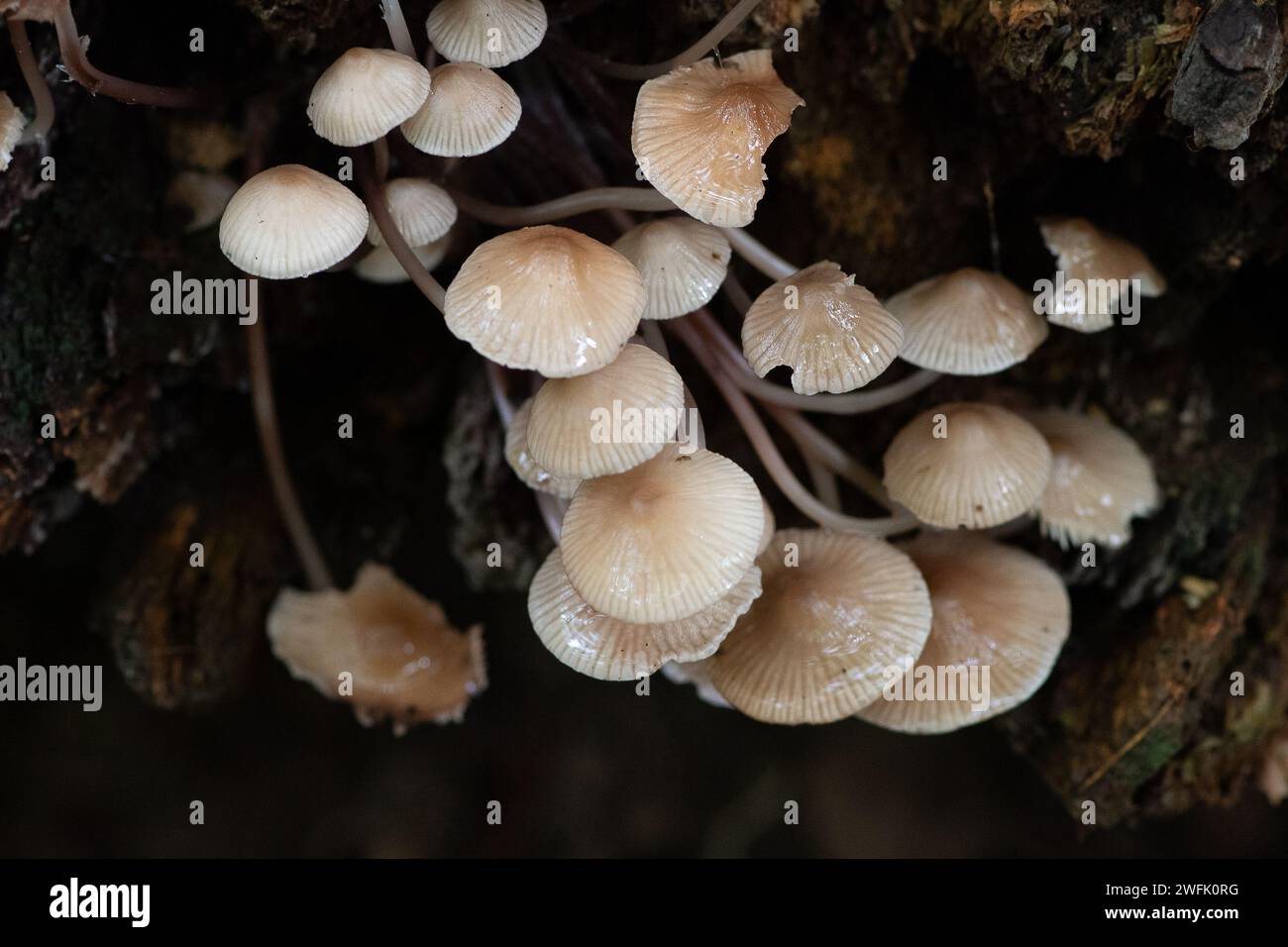 The fascinating world of Autumnal woodland and grassland fungi. Credit ...
