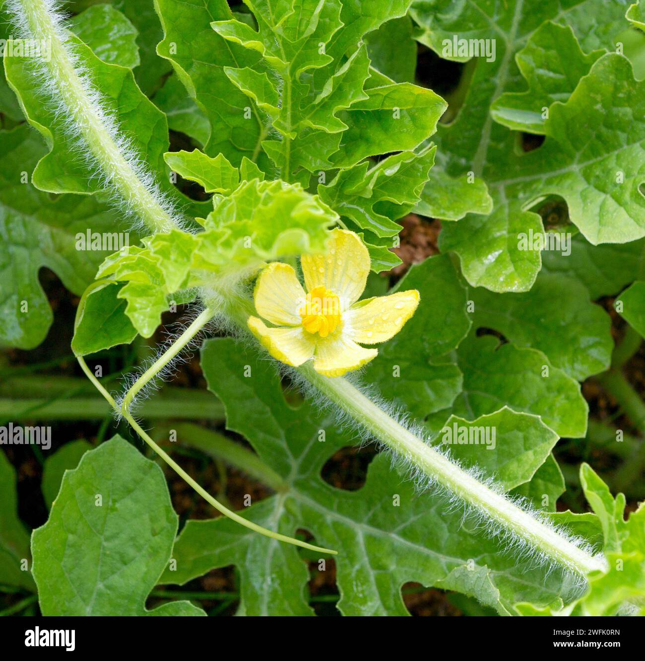 Watermelon flowers hi-res stock photography and images - Alamy