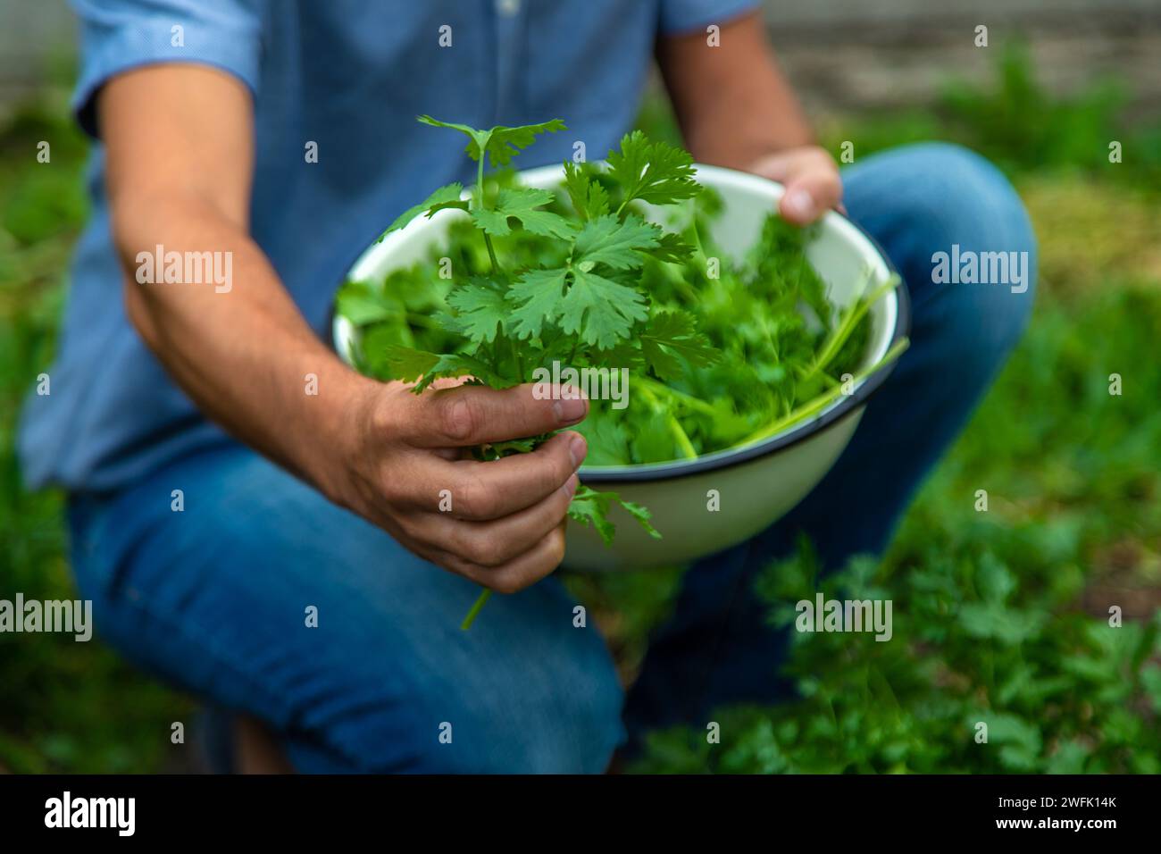 Harvesting herb cilantro hand hi-res stock photography and images - Alamy