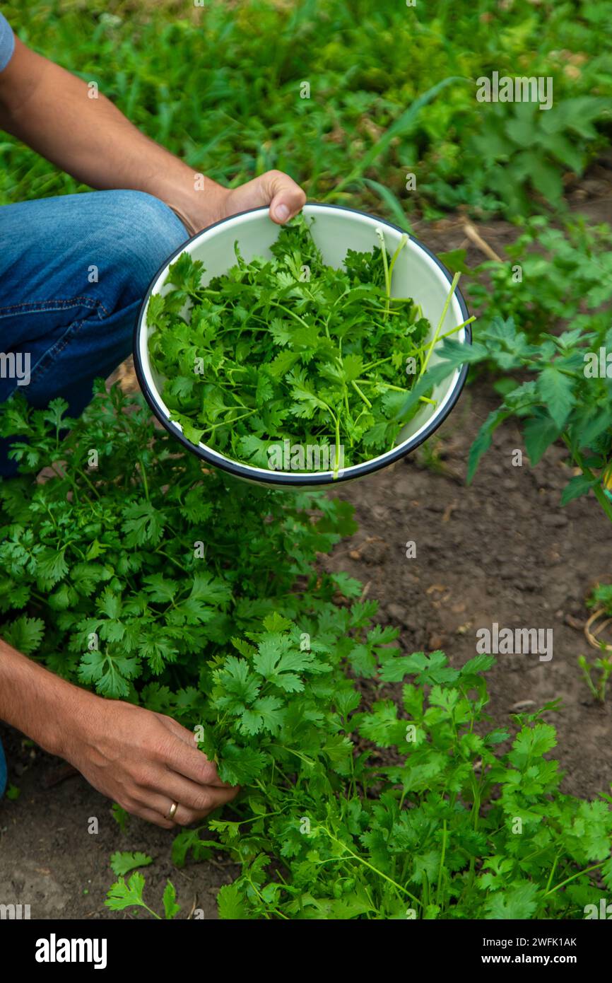 Harvesting herb cilantro hand hi-res stock photography and images - Alamy