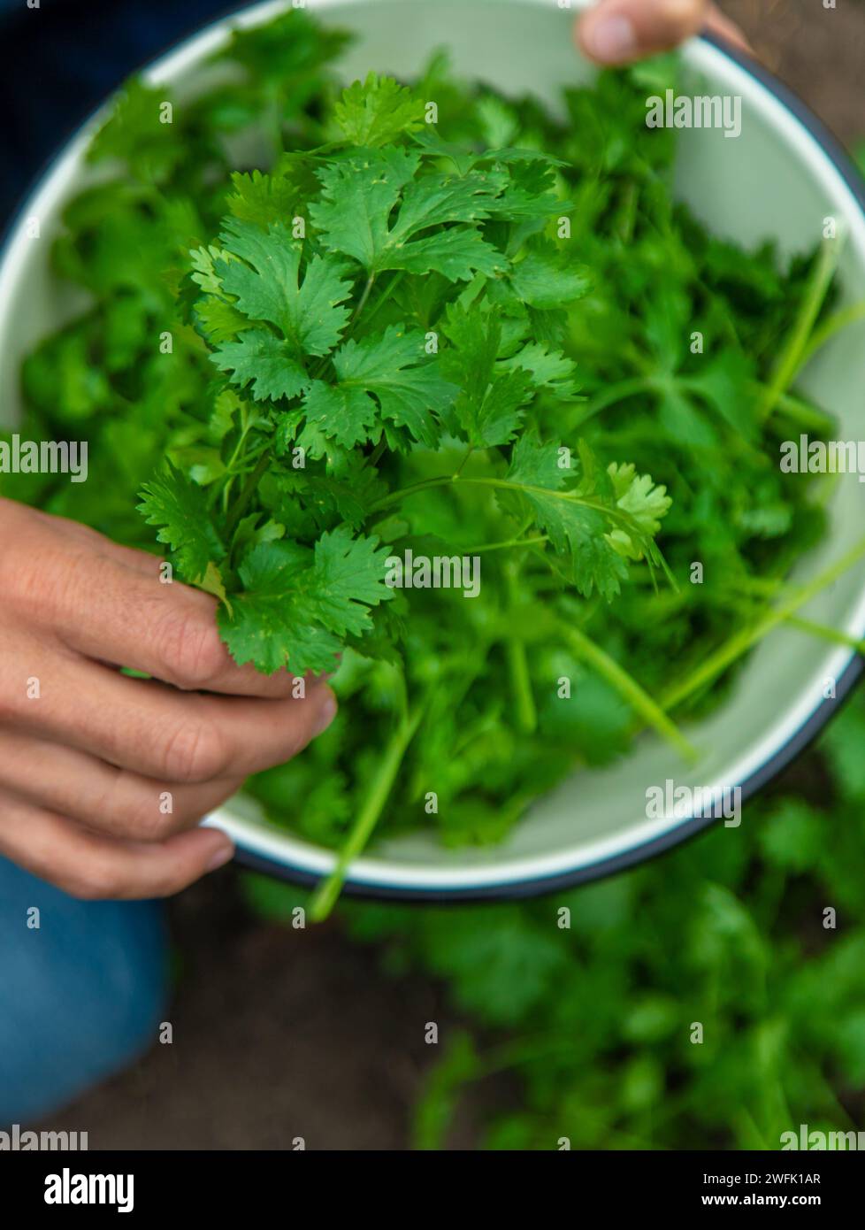 Harvesting herb cilantro hand hi-res stock photography and images - Alamy
