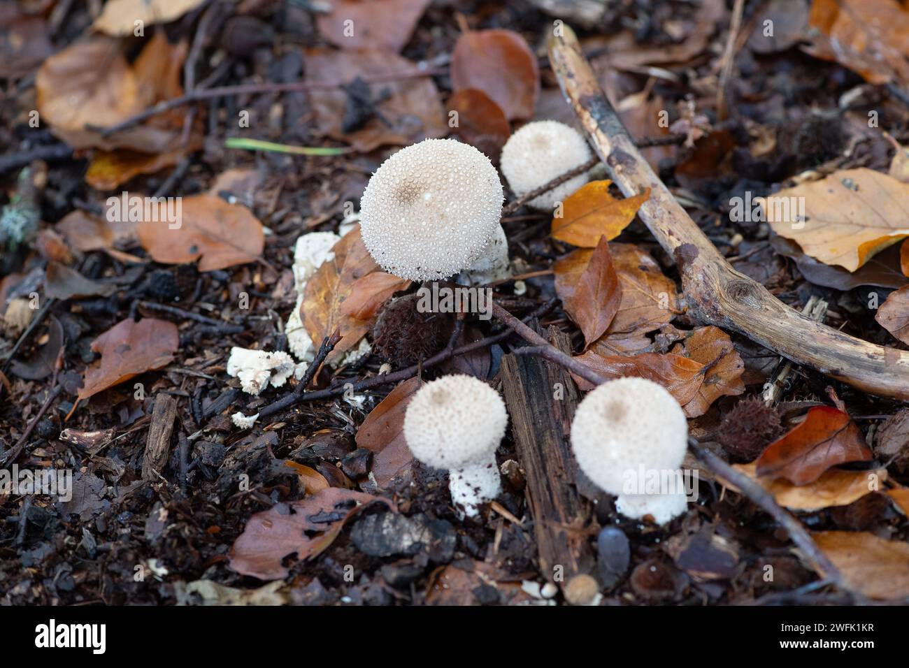 Common Puffball, Lycoperdaceae. The fascinating world of Autumnal ...