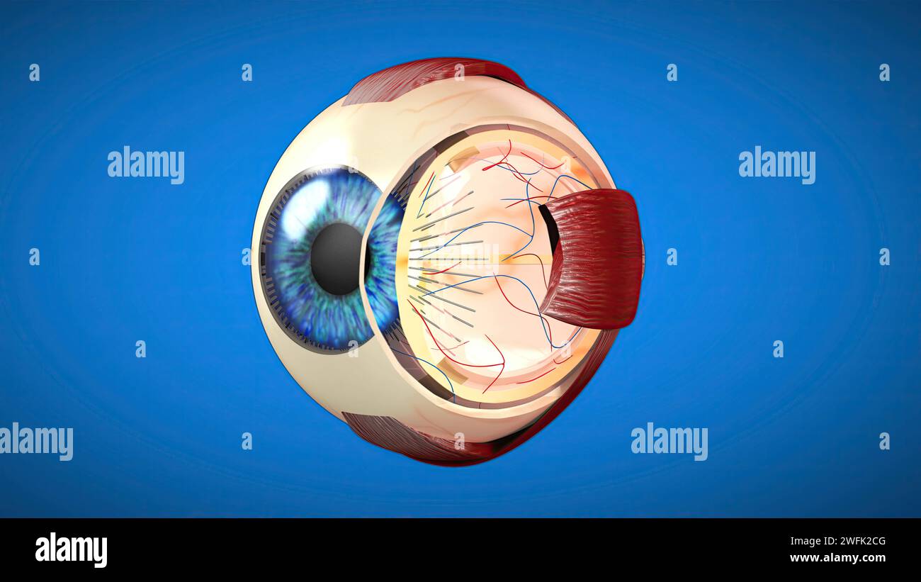 3D anatomical model of an Eye Stock Photo - Alamy
