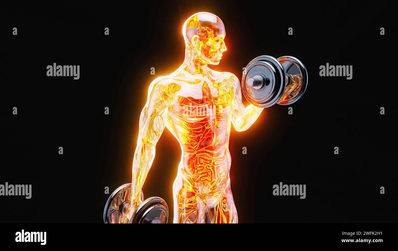 Anatomy of a X-ray man doing Biceps Curls Stock Photo - Alamy