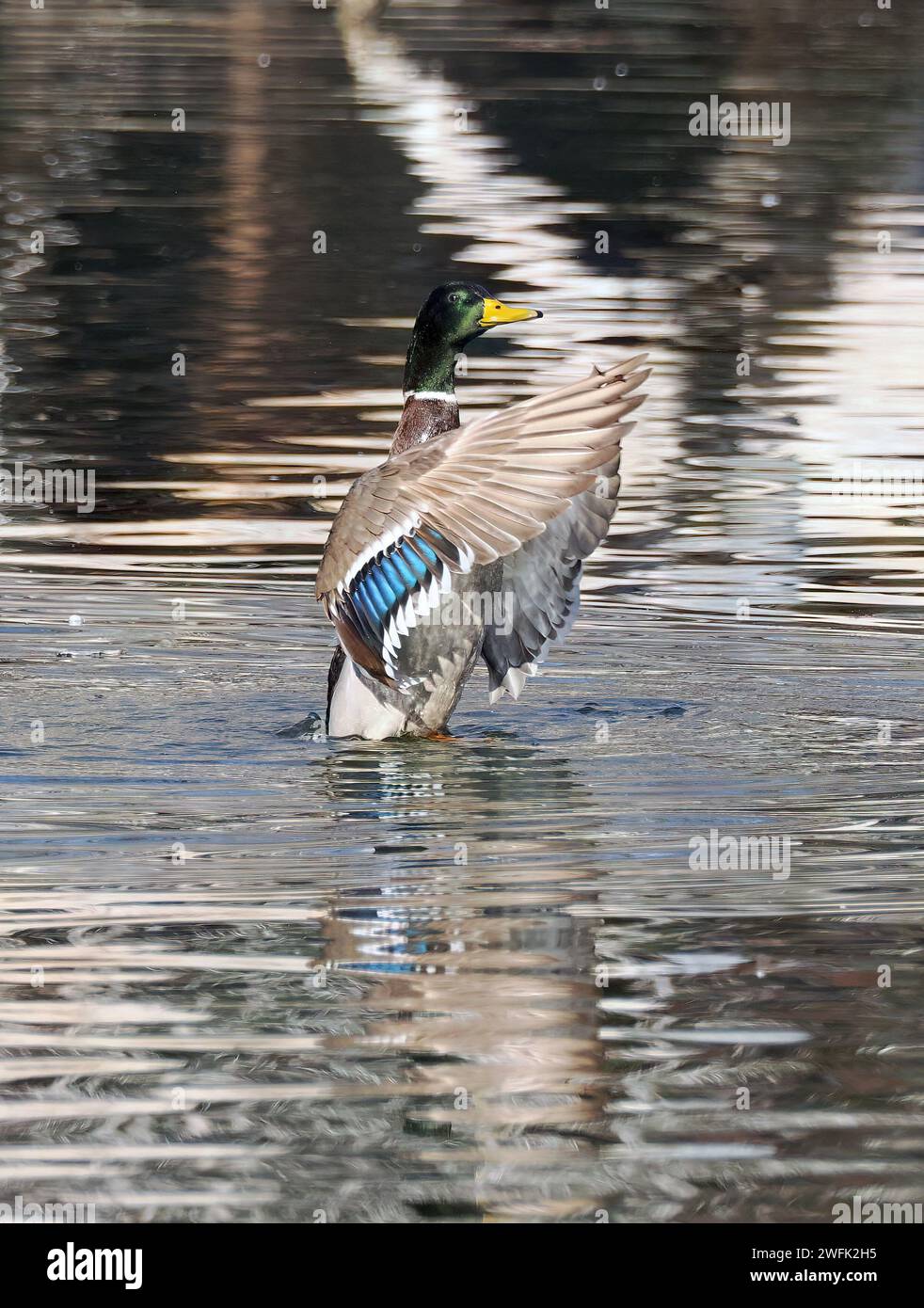 Mallard, wild duck, Stockente, Canard colvert, Anas platyrhynchos ...