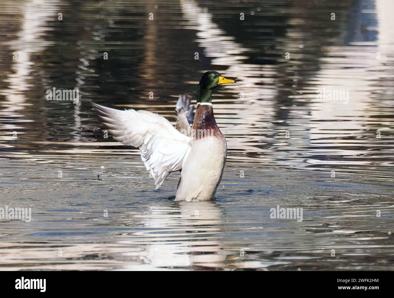 Mallard, wild duck, Stockente, Canard colvert, Anas platyrhynchos ...
