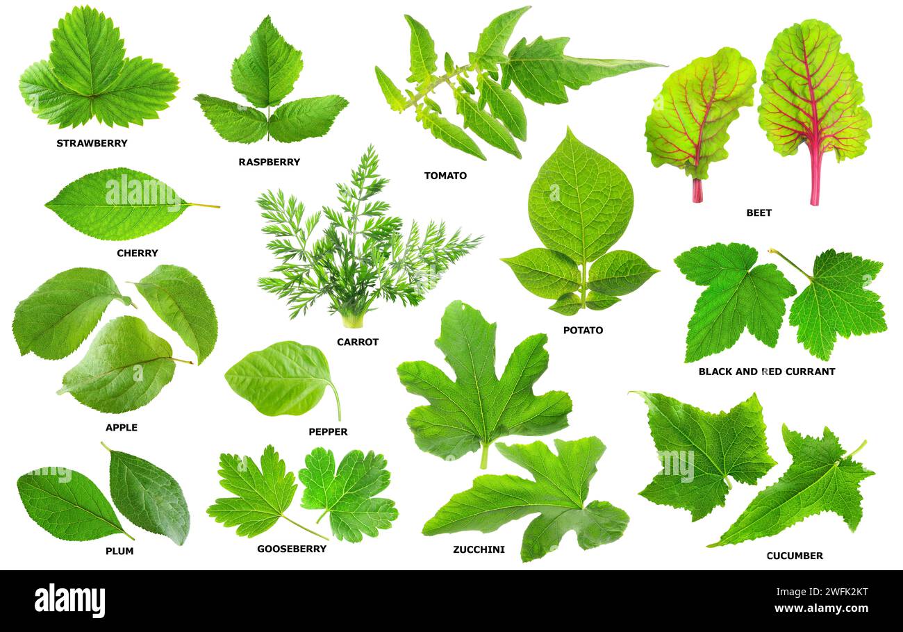 Collection of green leaves of fruits, vegetables and berries isolated ...