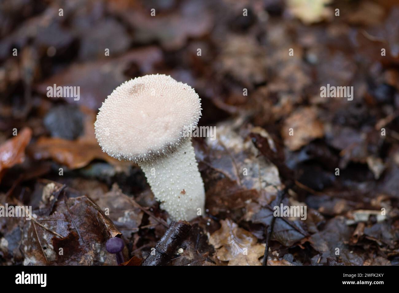 Common Puffball, Lycoperdaceae. The fascinating world of Autumnal ...