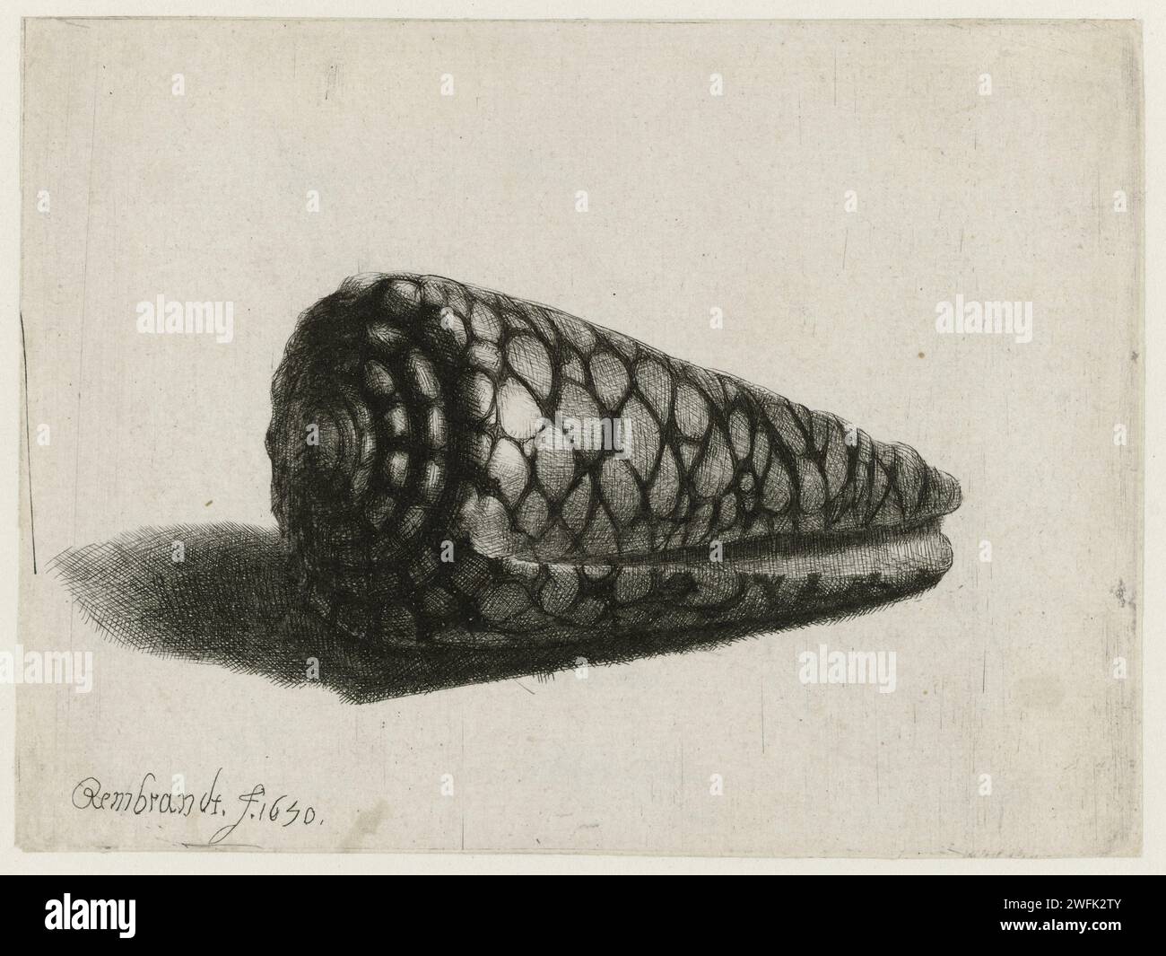 Rembrandt shell hi-res stock photography and images - Alamy