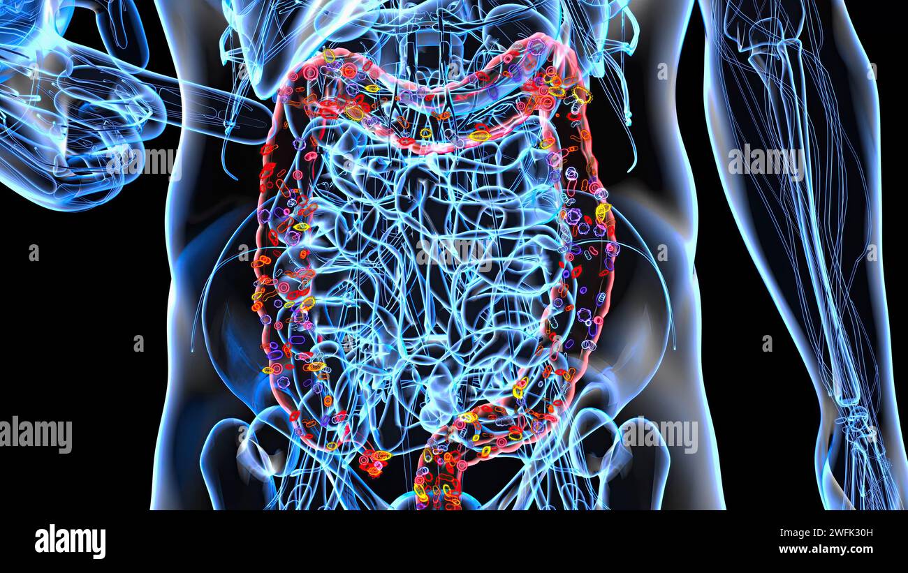 Abstract 3d anatomy view of the gut Stock Photo - Alamy