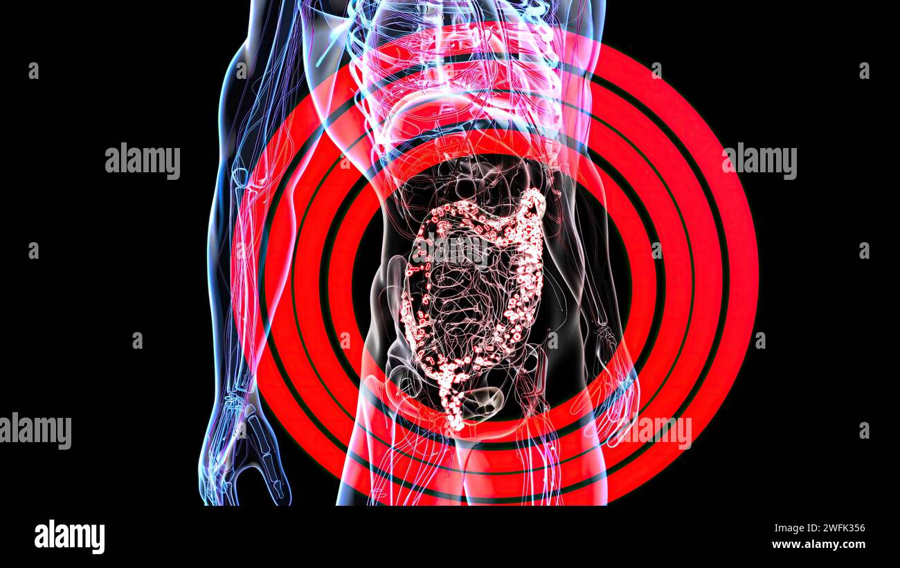 Abstract 3d anatomy view of the gut Stock Photo - Alamy