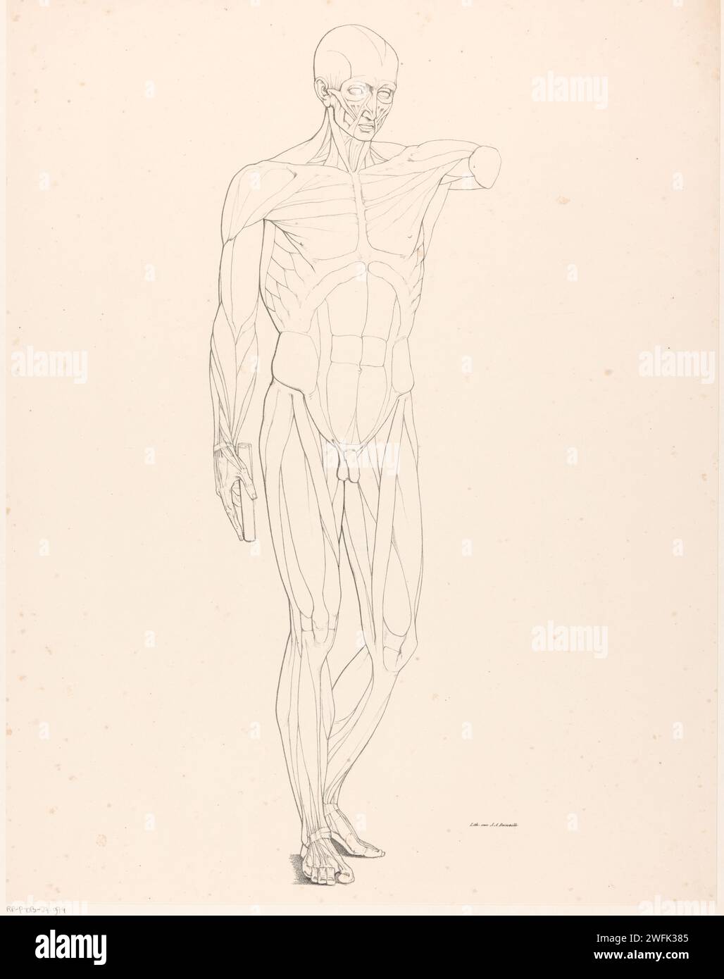 écorché man hi-res stock photography and images - Alamy