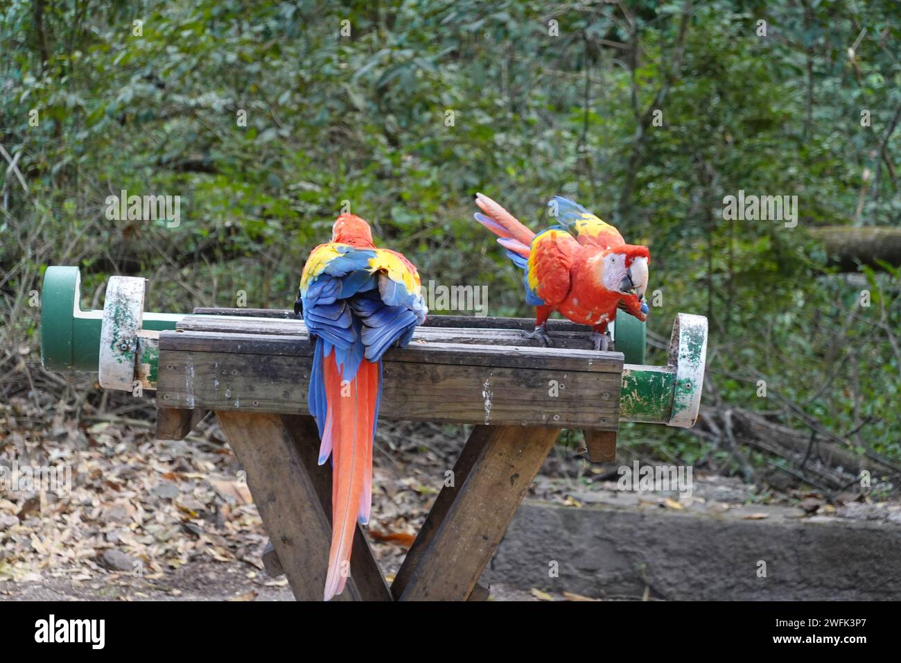 Scarlet macau the national bird of Honduras, Central America Stock ...