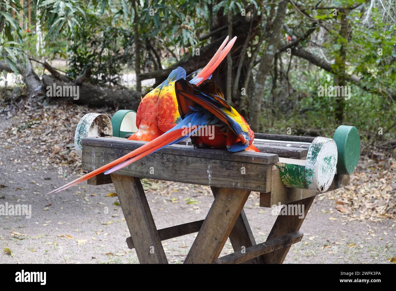 Scarlet macau the national bird of Honduras, Central America Stock ...