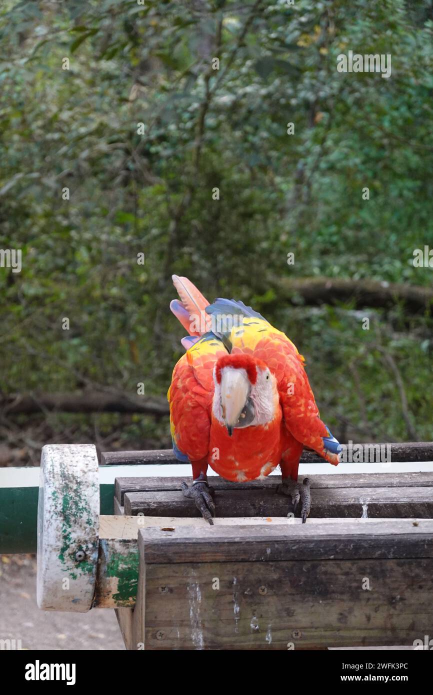 National bird of honduras hi-res stock photography and images - Alamy