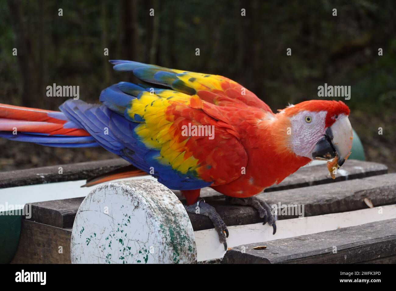National bird of honduras hi-res stock photography and images - Alamy