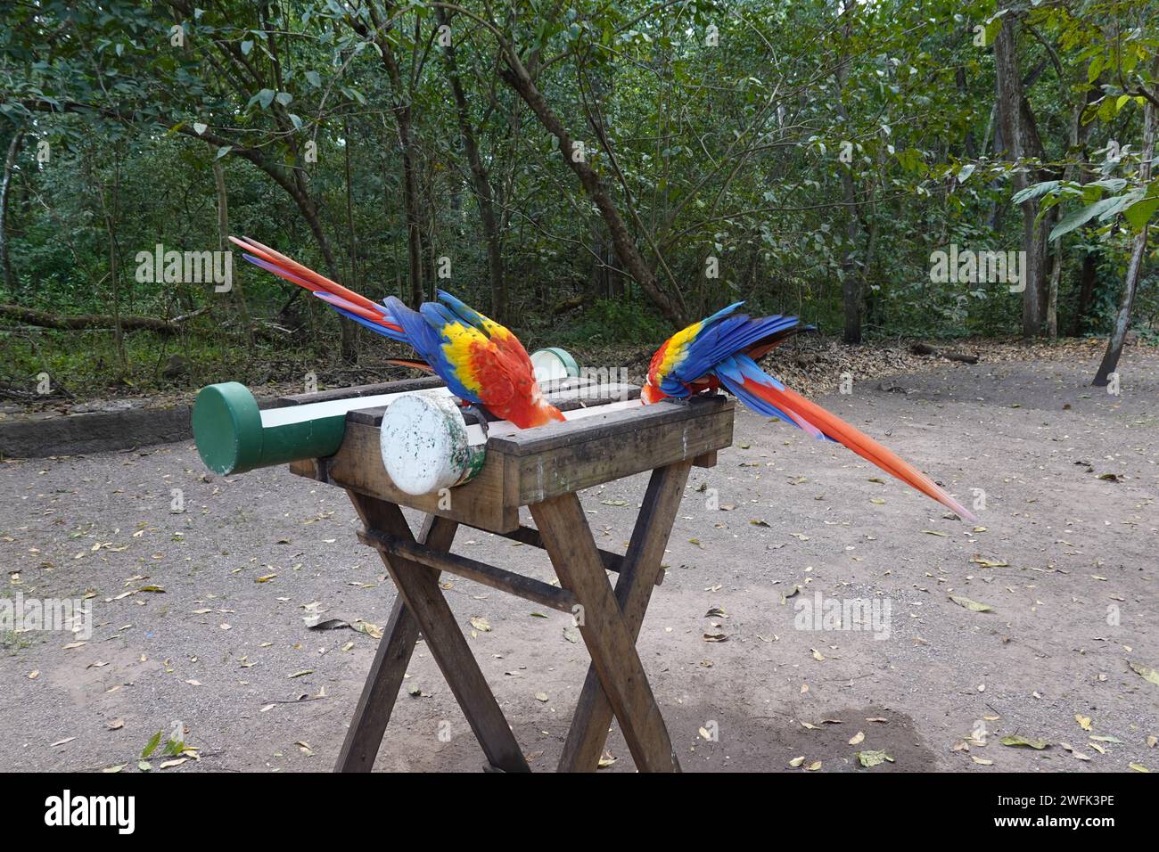National bird of honduras hi-res stock photography and images - Alamy