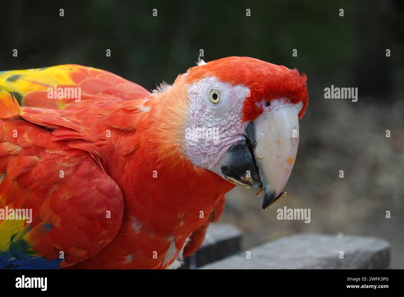 Macau and honduras hi-res stock photography and images - Alamy