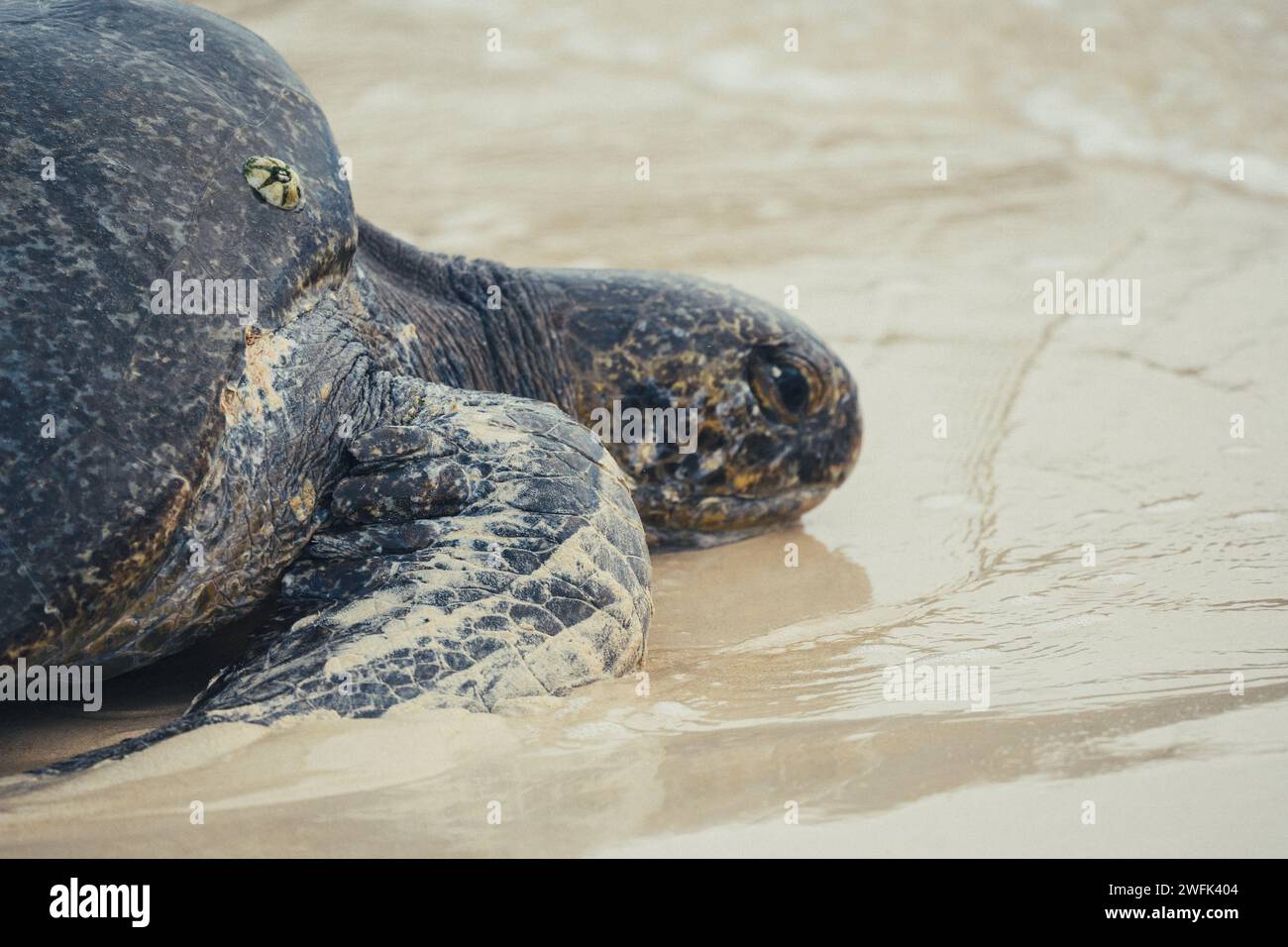 Sea turtle in water hi-res stock photography and images - Alamy