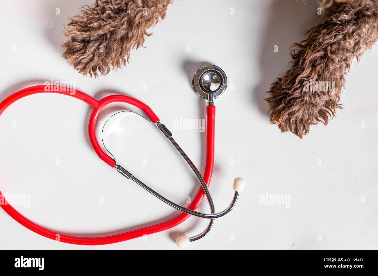 Puppy dog paws and stethoscope isolated on white background. Pet and ...