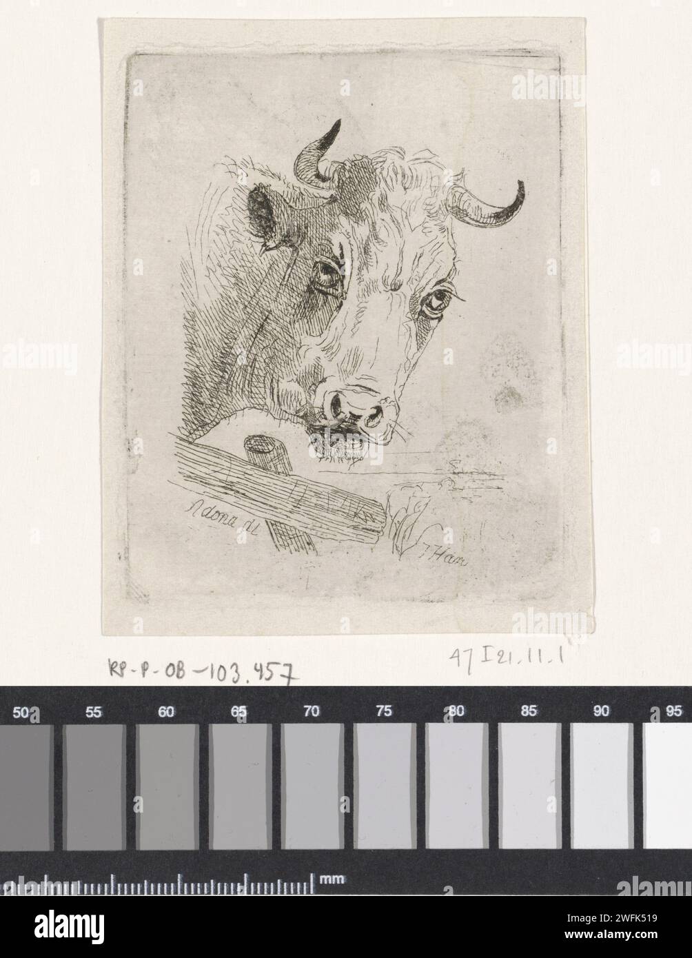 Cow head to the right, John Hari (II), c. 1822 - 1887 print The Hague ...