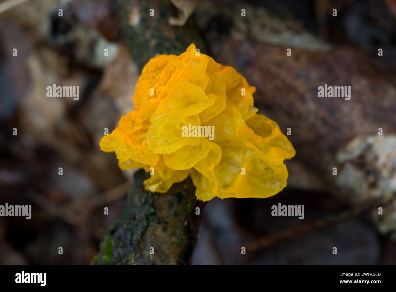 Bright orange fungus on tree hi-res stock photography and images - Alamy
