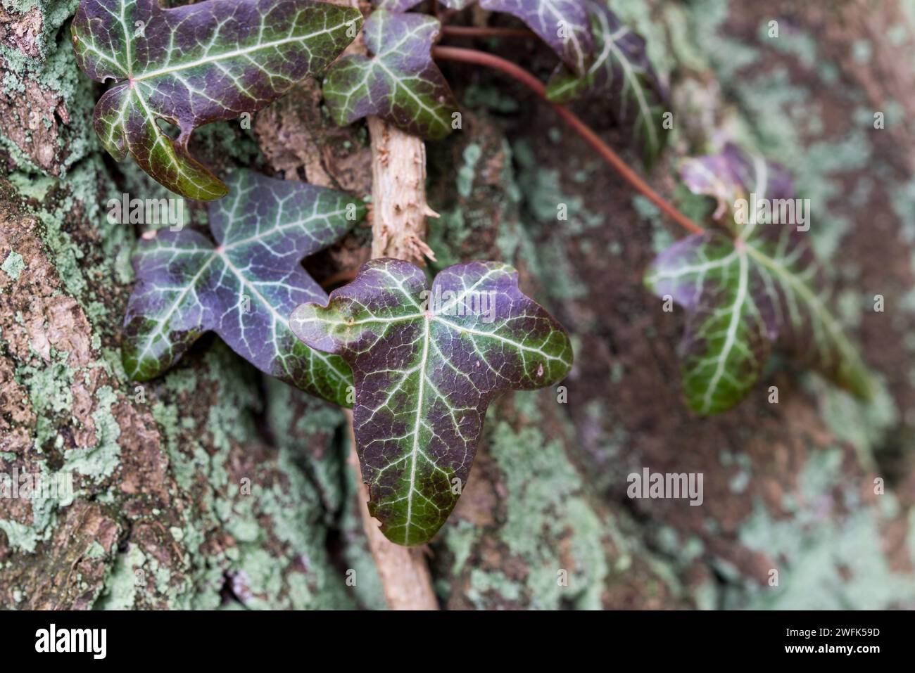 Closeup ivy climbing on tree hi-res stock photography and images - Alamy