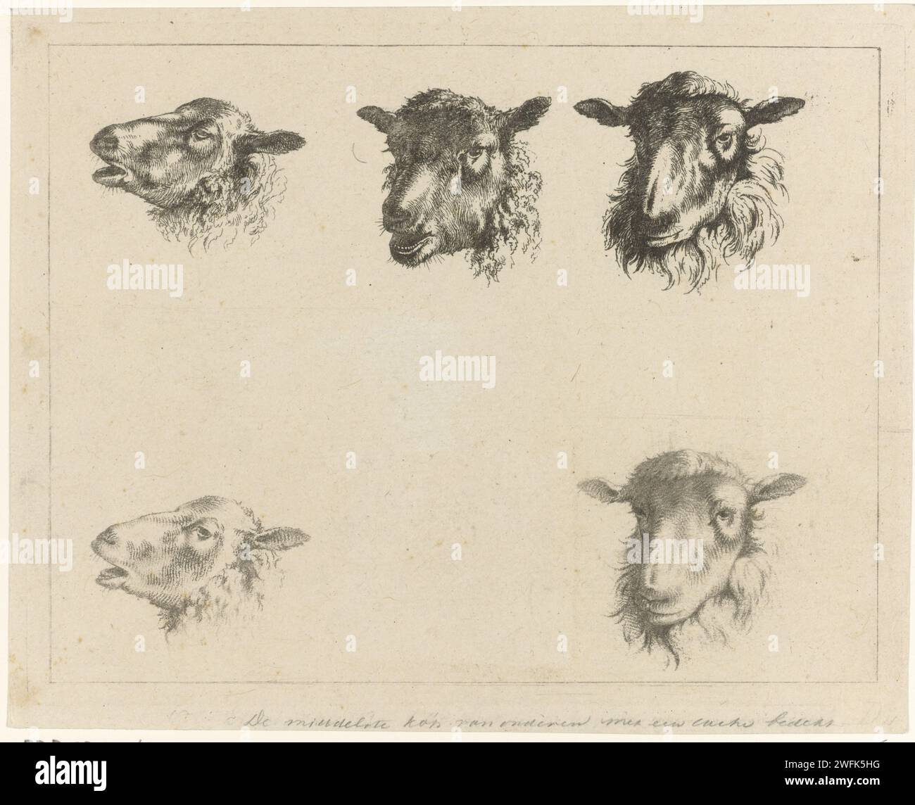 Study sheet with five sheep heads, Johannes Janson, 1761 - 1784 print ...