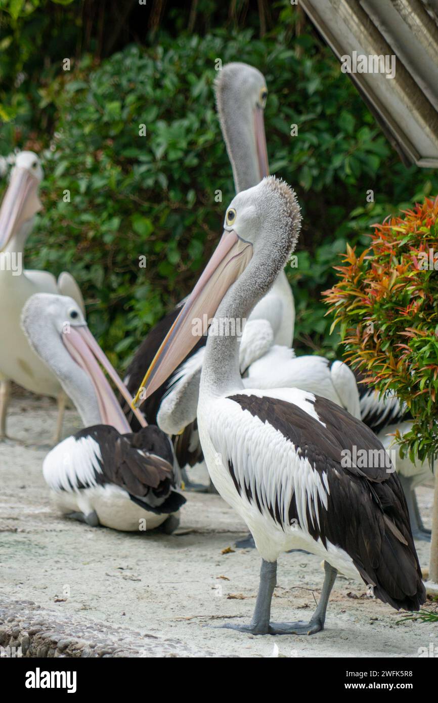 Pelican standing in the edge of the pond Stock Photo - Alamy