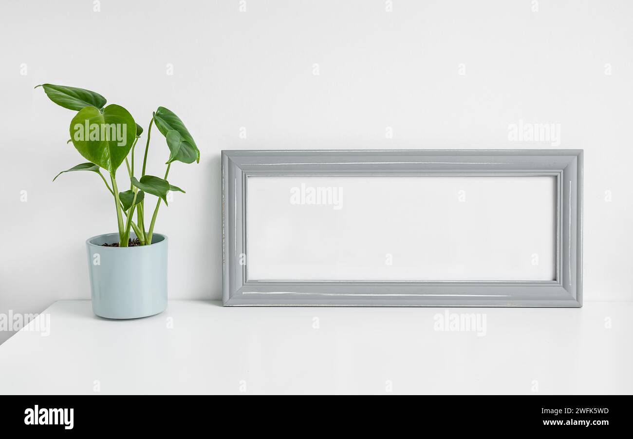 Gray mock up photo frame and Monstera deliciosa or Swiss Cheese Plant ...