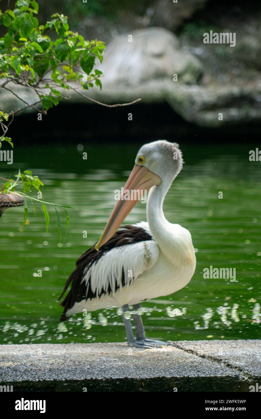 Pelican standing in the edge of the pond Stock Photo - Alamy
