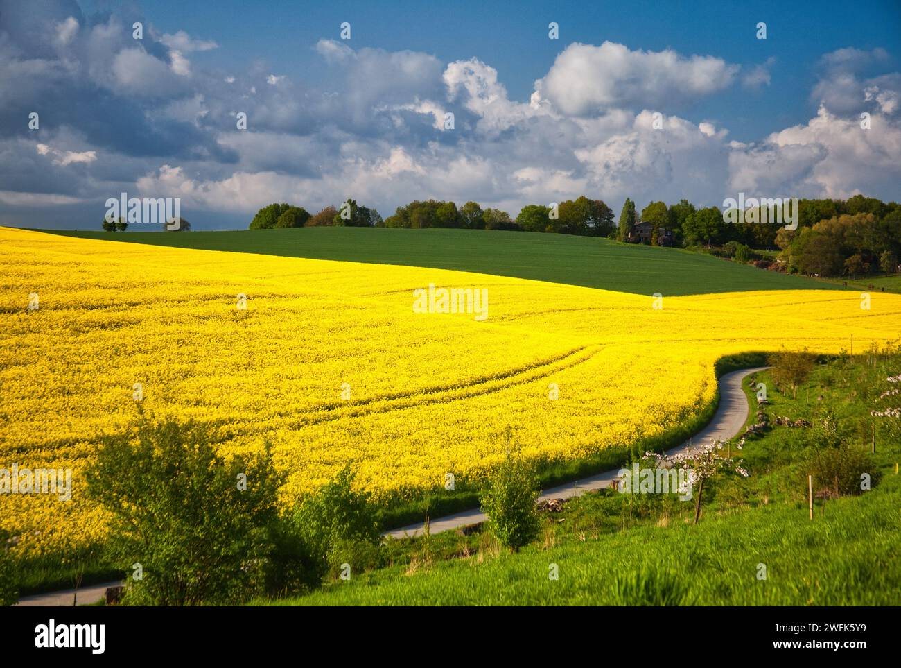 Rapeseed day trail hi-res stock photography and images - Alamy
