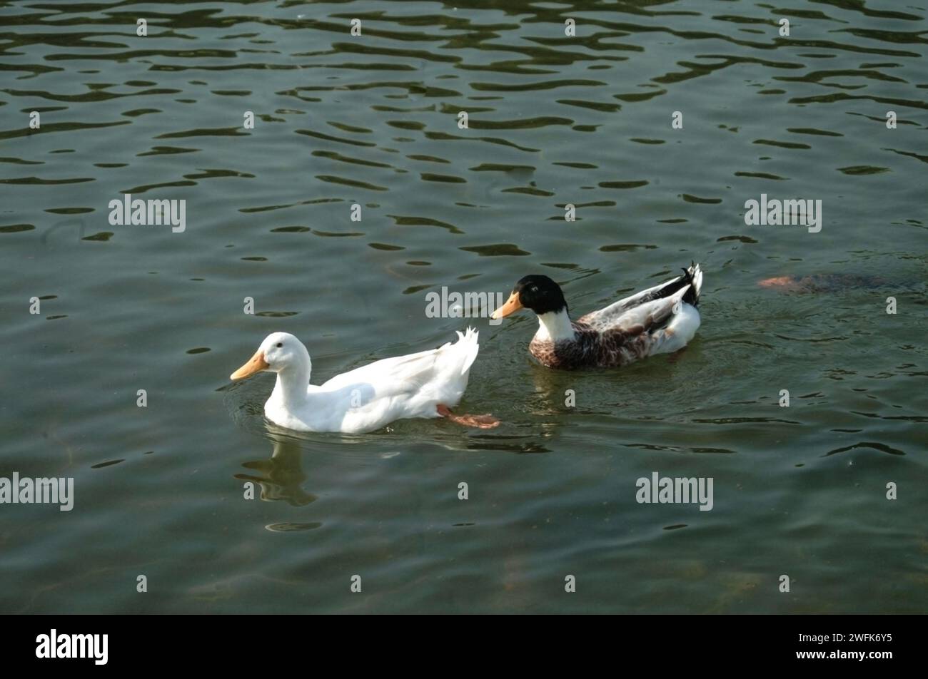 Two little ducks hi-res stock photography and images - Alamy