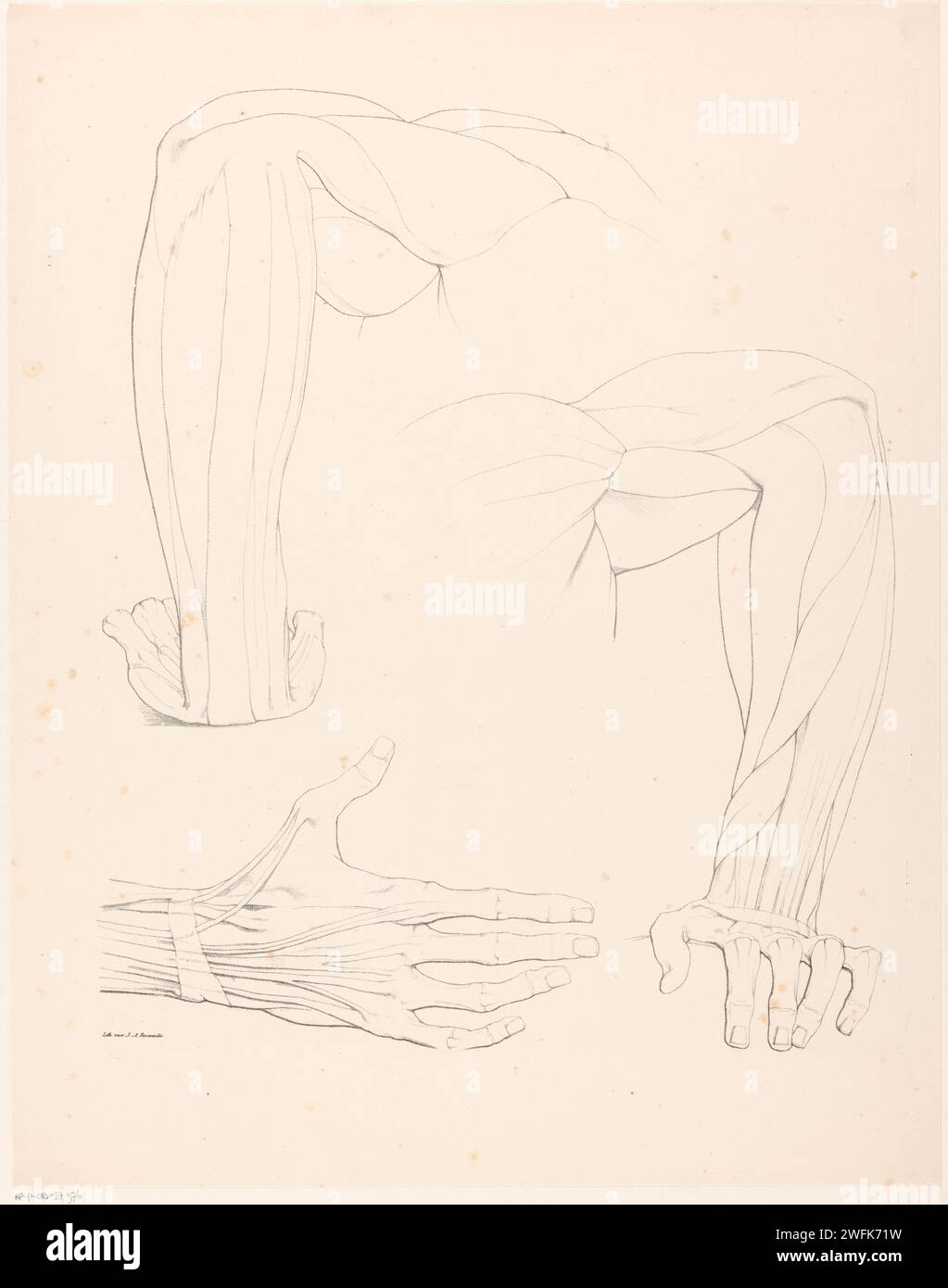 Human arms anatomy diagram hi-res stock photography and images - Alamy