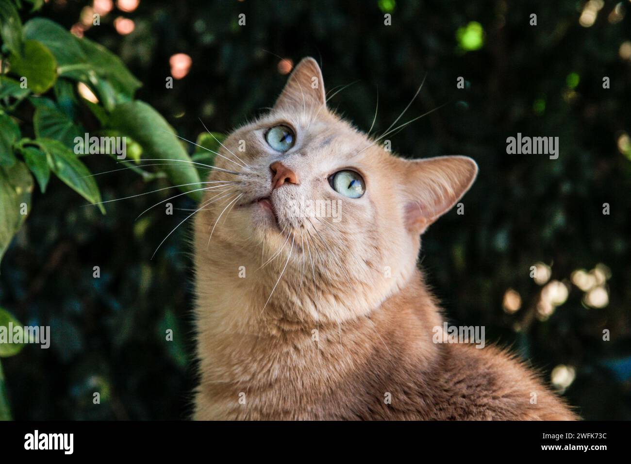 Brazilian shorthair cat, the only Brazilian breed recognized by the WCF ...