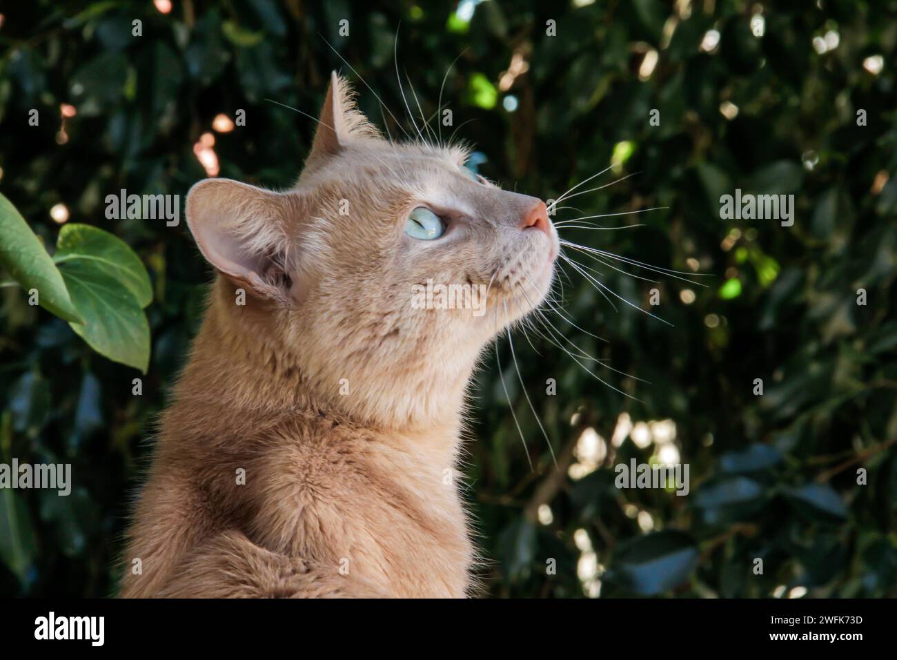 Wcf cat hi-res stock photography and images - Alamy