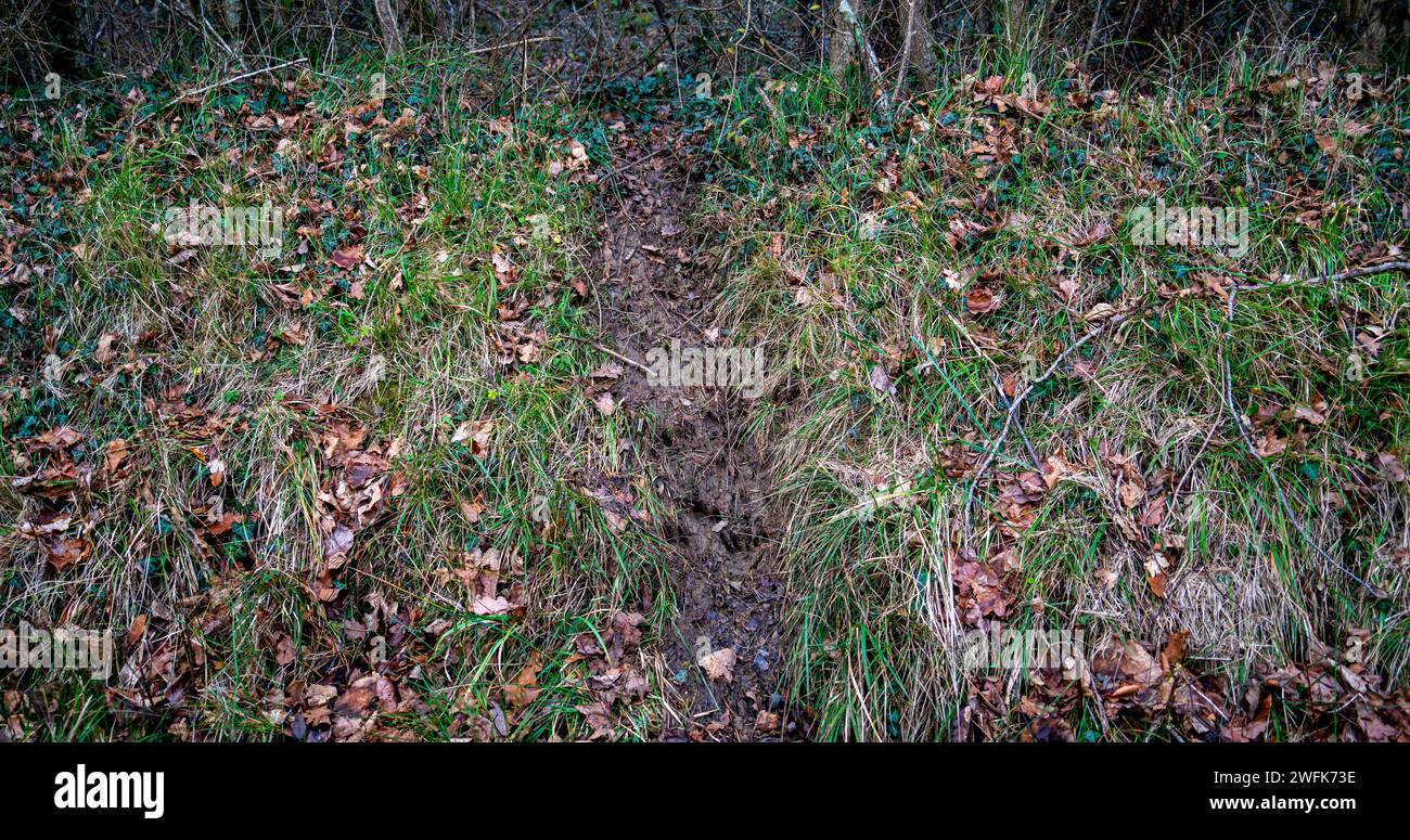 Animal trail with footmarks of a deer Stock Photo - Alamy