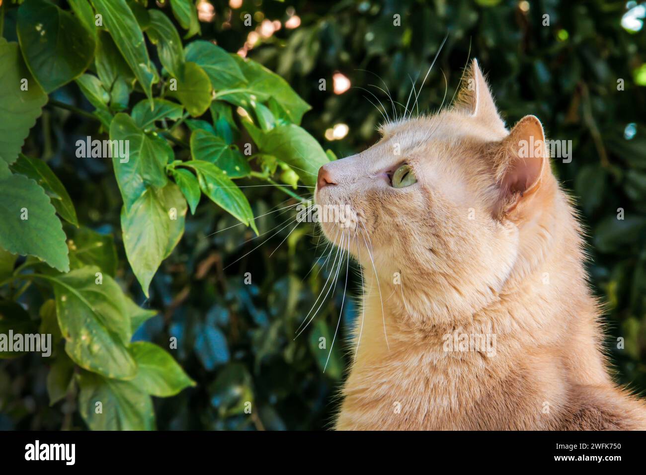 Wcf cat hi-res stock photography and images - Alamy