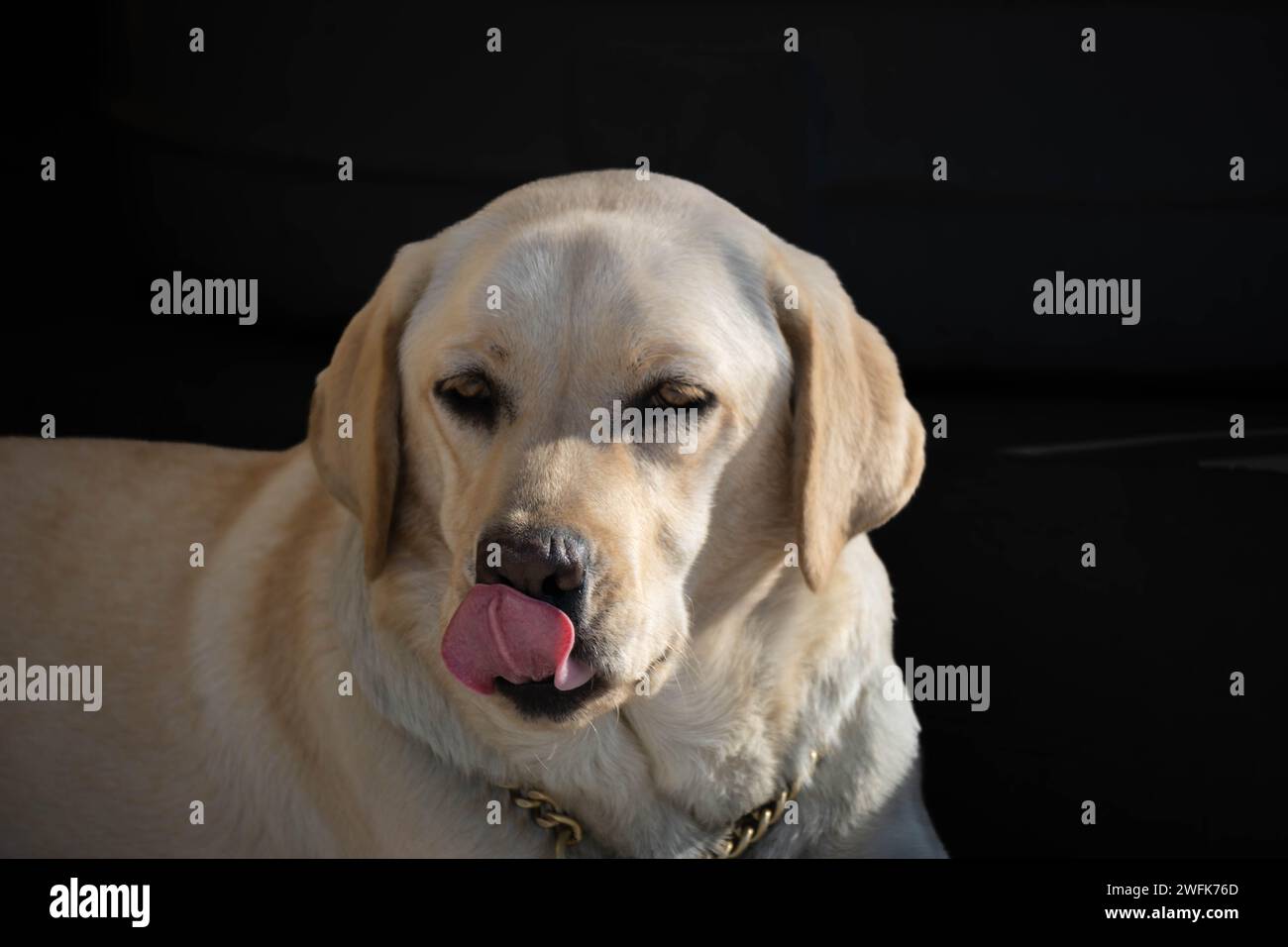 The Labrador Retriever or simply Labrador is a British breed of ...